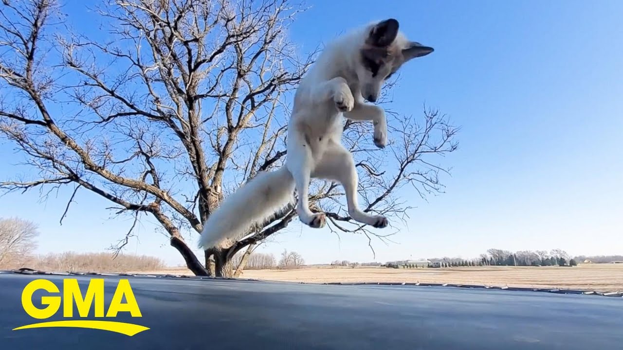 Playful rescue fox happily bounces on trampoline l GMA Digital - YouTube