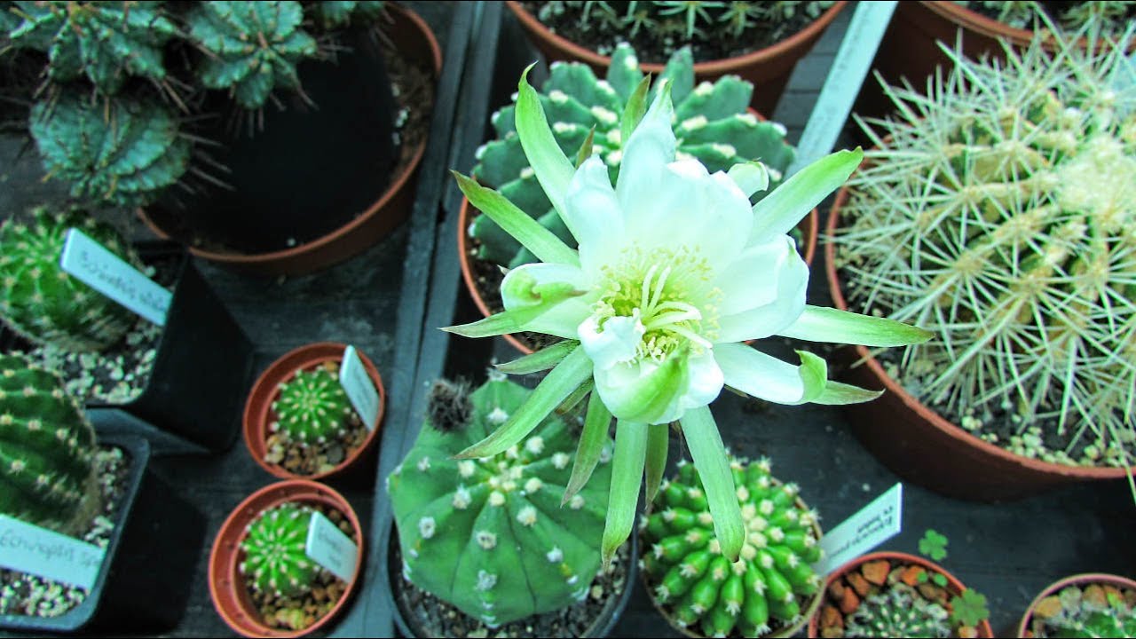 Our Echinopsis subdenudata Cacti in Flower | Sea Urchin Cactus | Domino ...