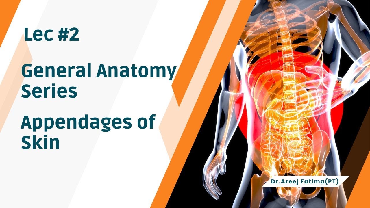 Lec 2- General Anatomy Series Chap 2- Appendages of Skin- Dr. Areej ...