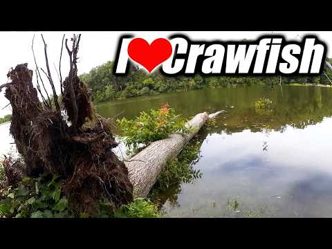 Summer Bass Fishing From the Bank With a Crawfish!