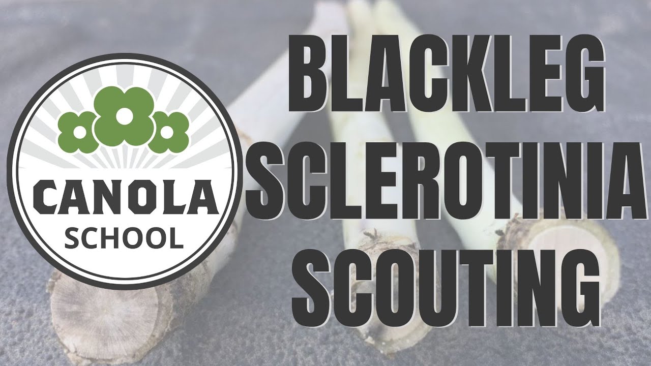 Canola School: Scout stubble for blackleg and sclerotinia - YouTube