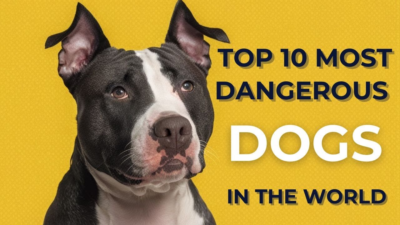 Top 10 Most DANGEROUS DOGS In The World! - YouTube
