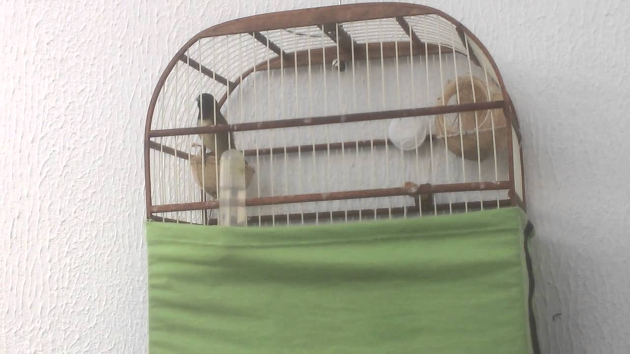 coleiro macaco baiano - YouTube