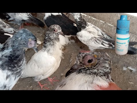 pegen eye treatment/Man of Dihat - YouTube