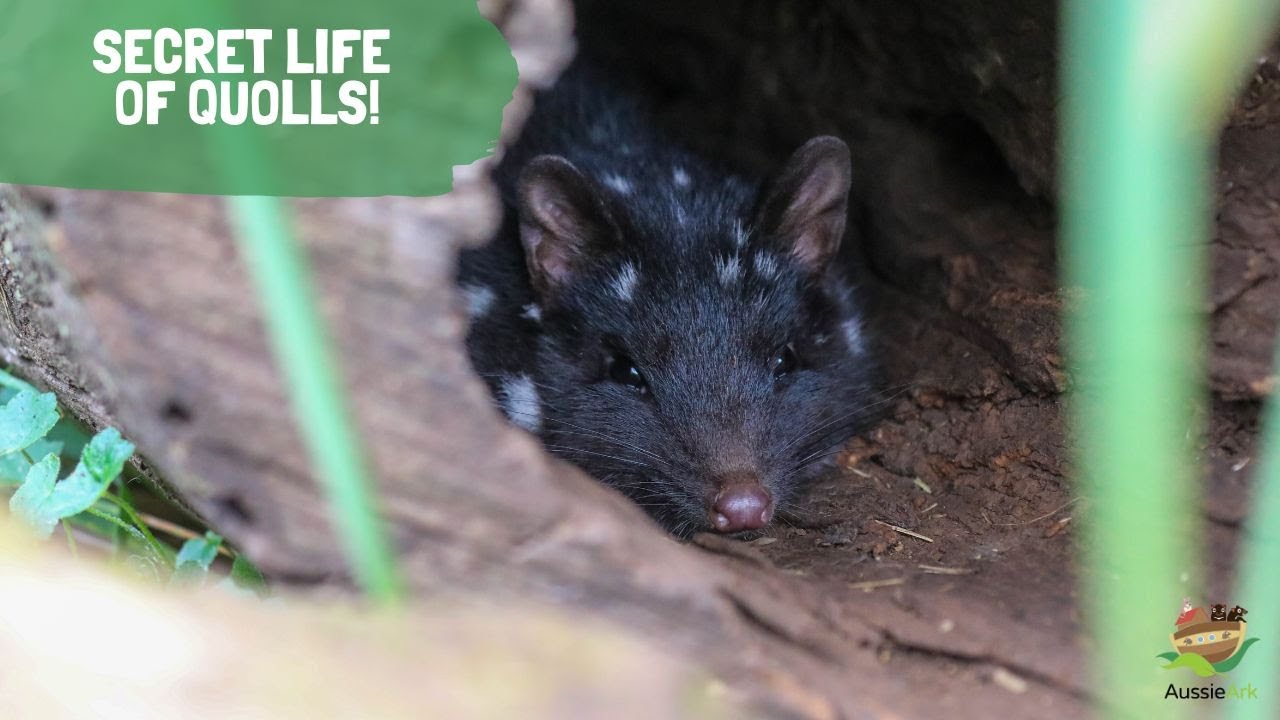 SECRET LIFE OF QUOLLS! - YouTube