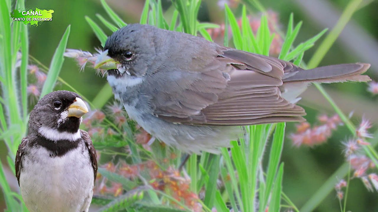 Coleiro na Natureza se Alimentando, ao fundo machos cantando e Chamando ...