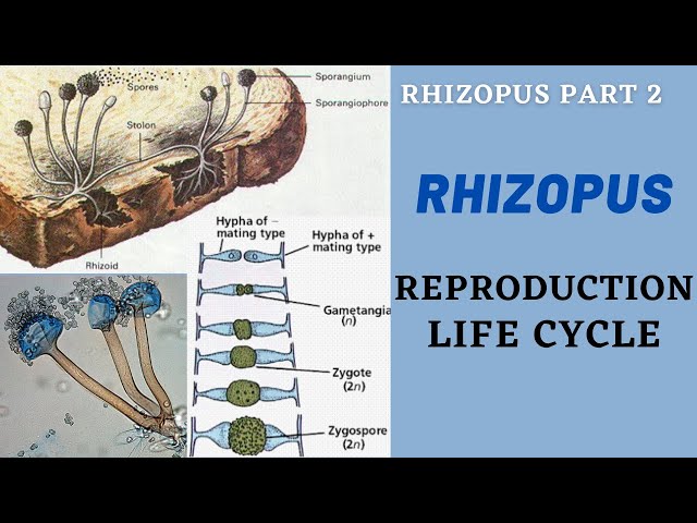 Rhizopus Gametangio What Is The Growth Form Of This Chytrid Fungus?