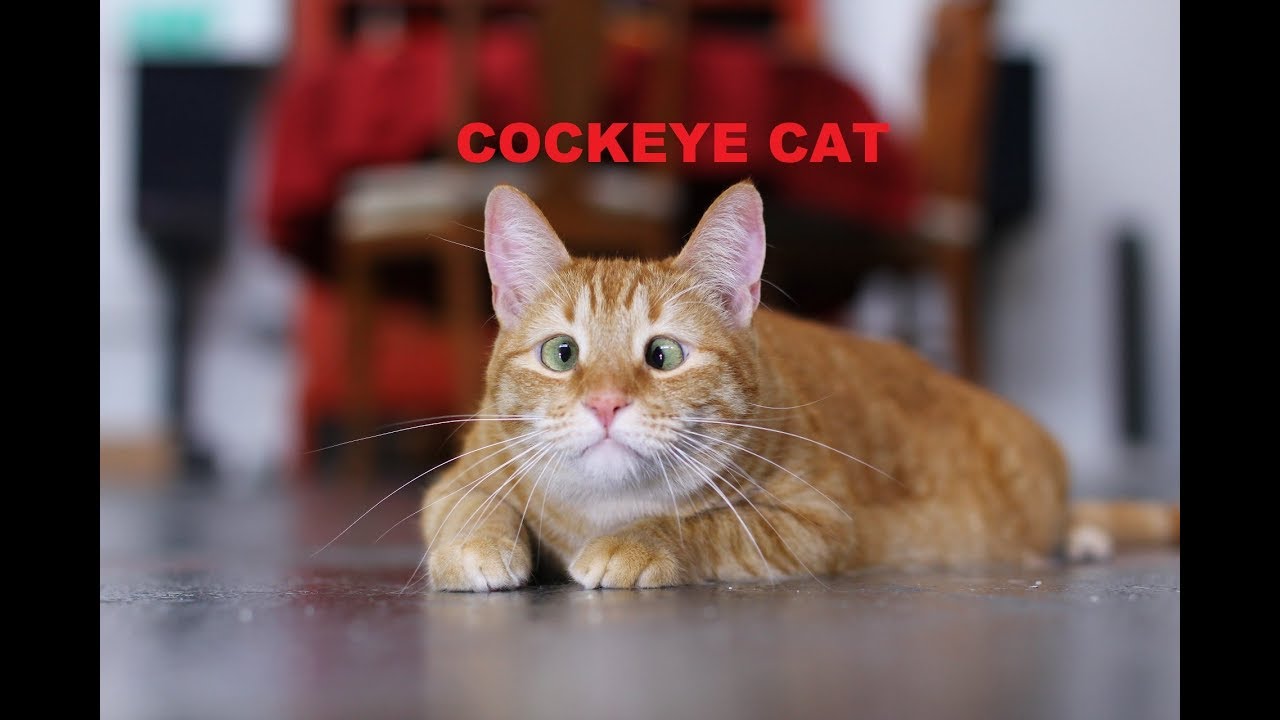 Cockeye Cat atau Kucing Mata Juling - YouTube