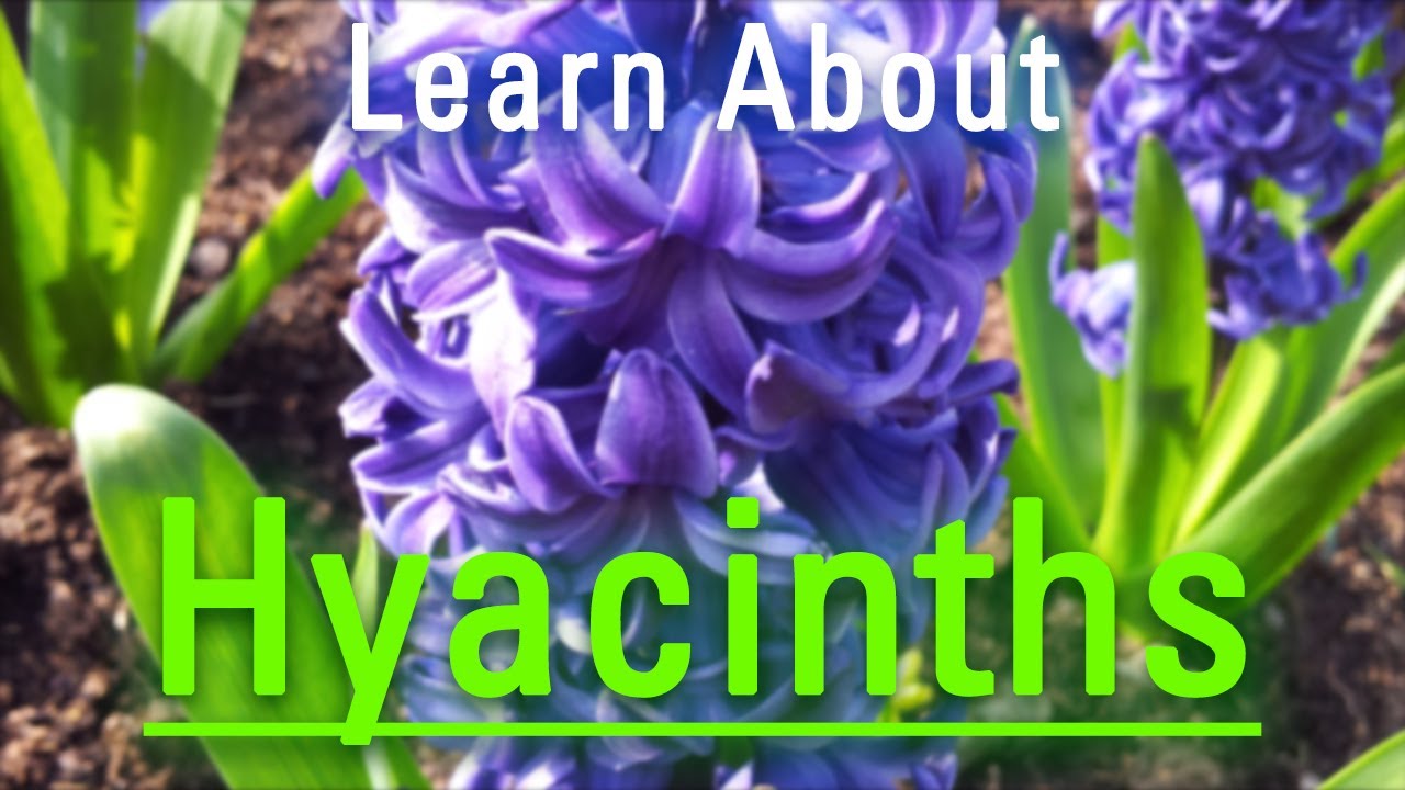 What is Hyacinths? | How to Say Hyacinths in English? | How Does ...