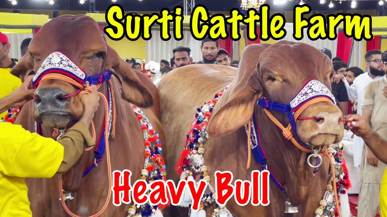 Surti Cattle Farm 2022 Full Collection | Heavy Bull | | Sohrab Goth ...