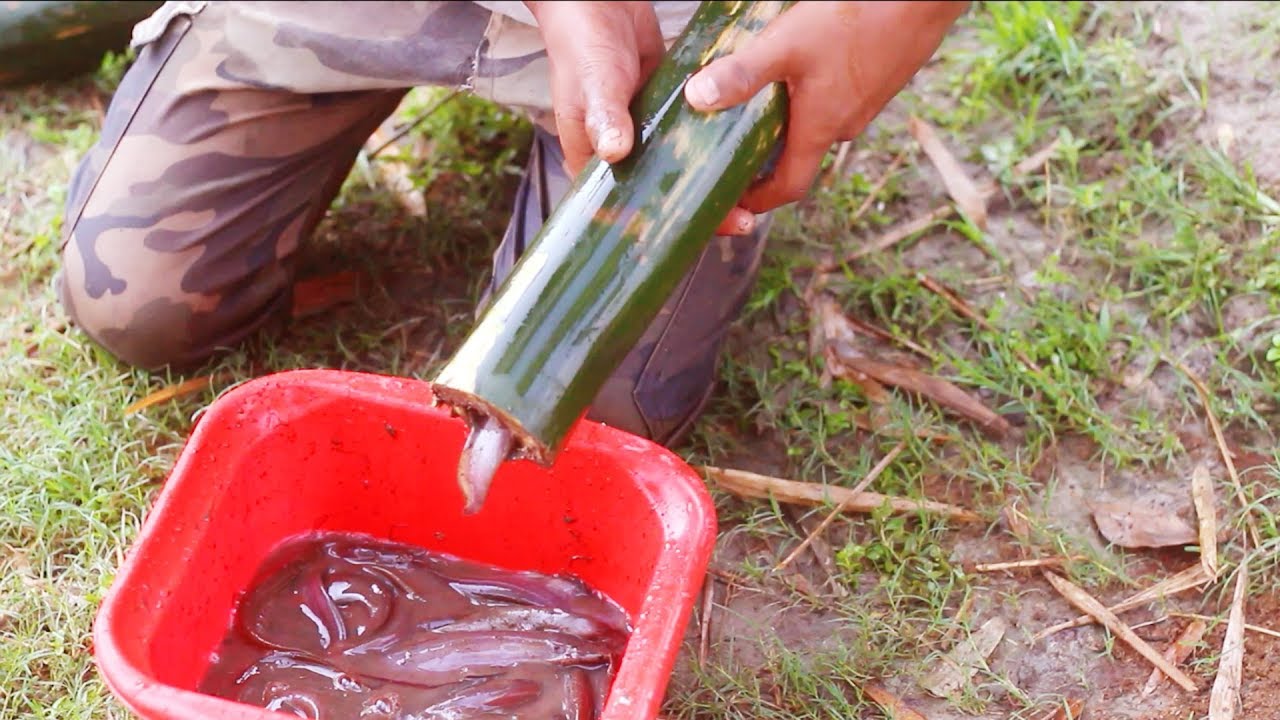 Catfish Trap with Bamboo||Best Catfish fishing Use Bamboo fish trap ...