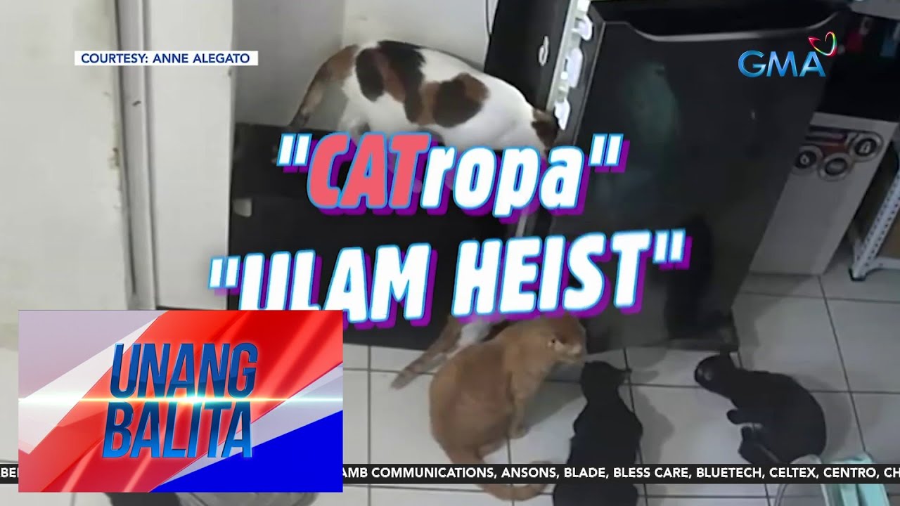 Mga alagang pusa, tila nagsabwatan sa pagkuha ng pagkain sa ref | UB ...