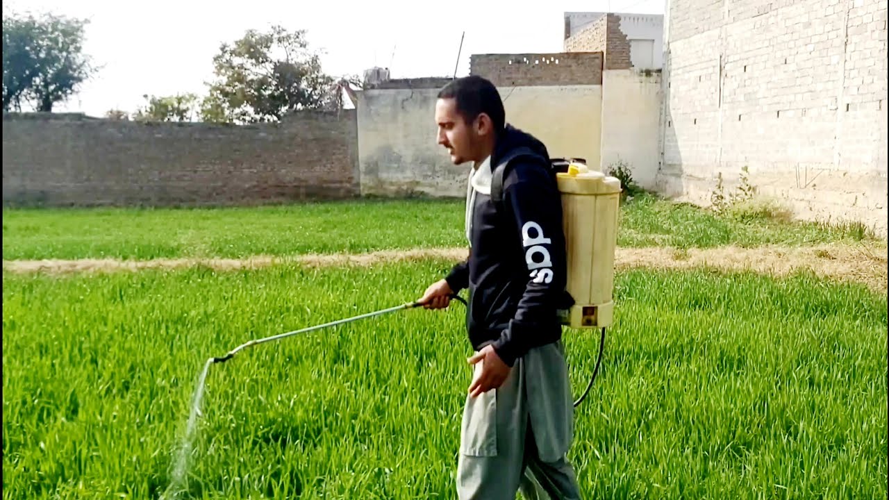 Gundam ko spray kerne ka tarika |Best spray Form wheat Crop | How to ...