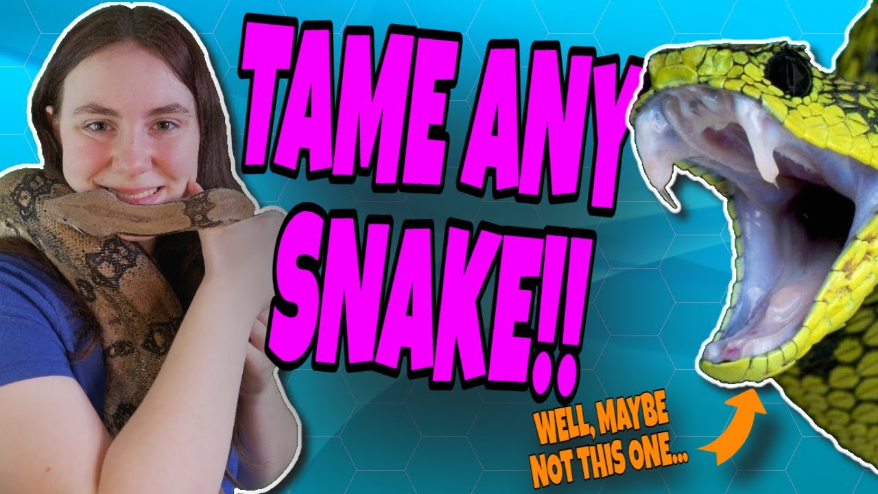 Tame Your Snake With My 5 1/2 Super Secret Advanced Techniques!! - YouTube