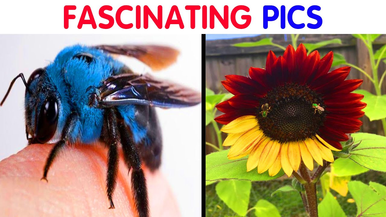 50 Fascinating Pics Of Rarely Seen Things - YouTube