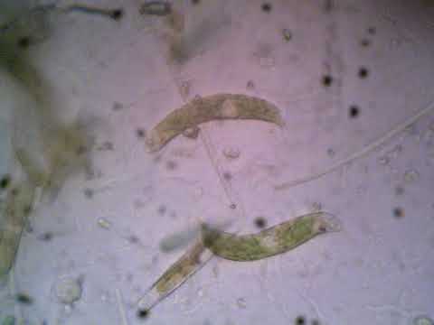 flagellata 2 - YouTube
