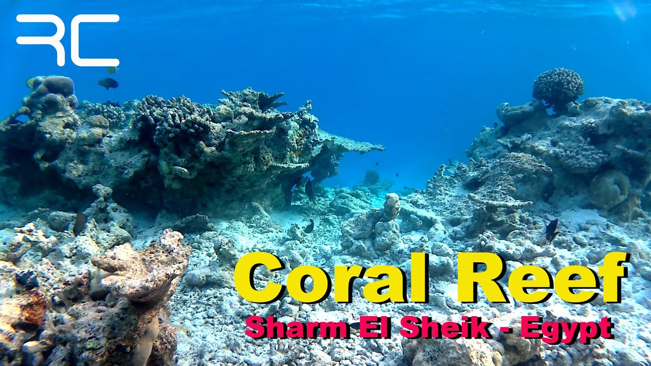 Coral Reef - Sharm El Sheik Red Sea - Egypt - YouTube