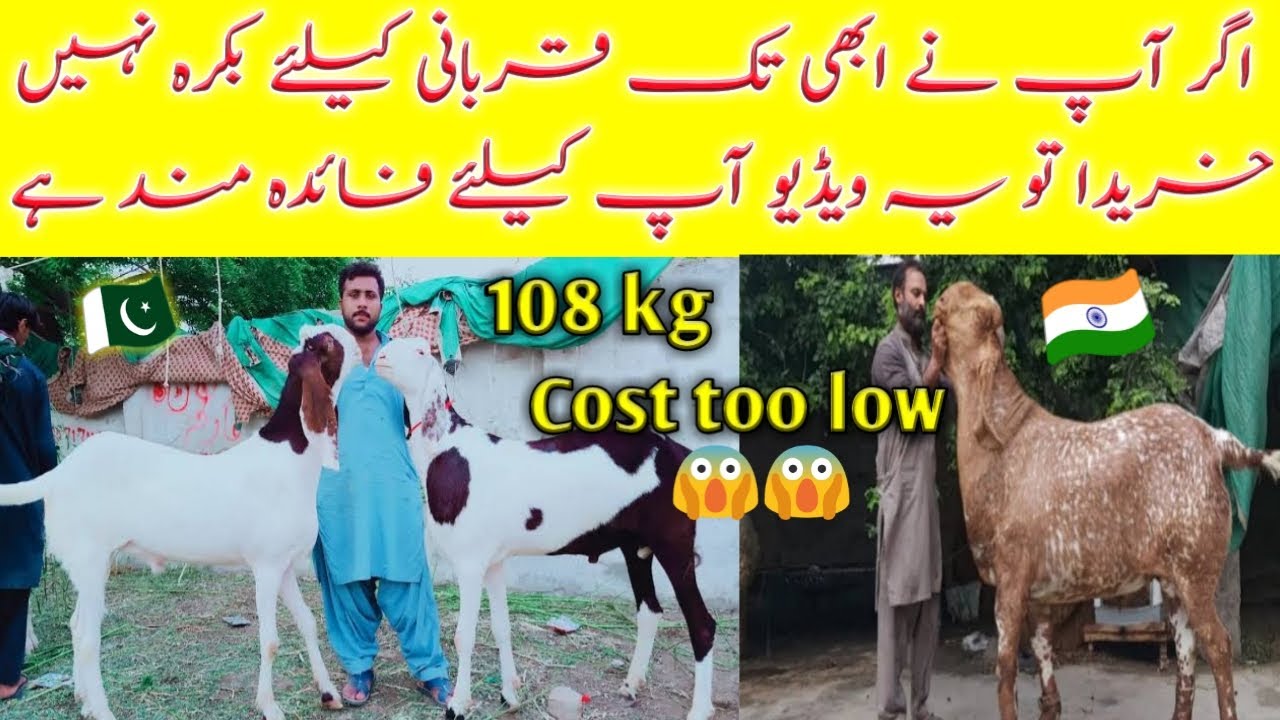 Top Quality Bakray in Pakistan Qurbani 2021 | Qurbani k Bakray in ...