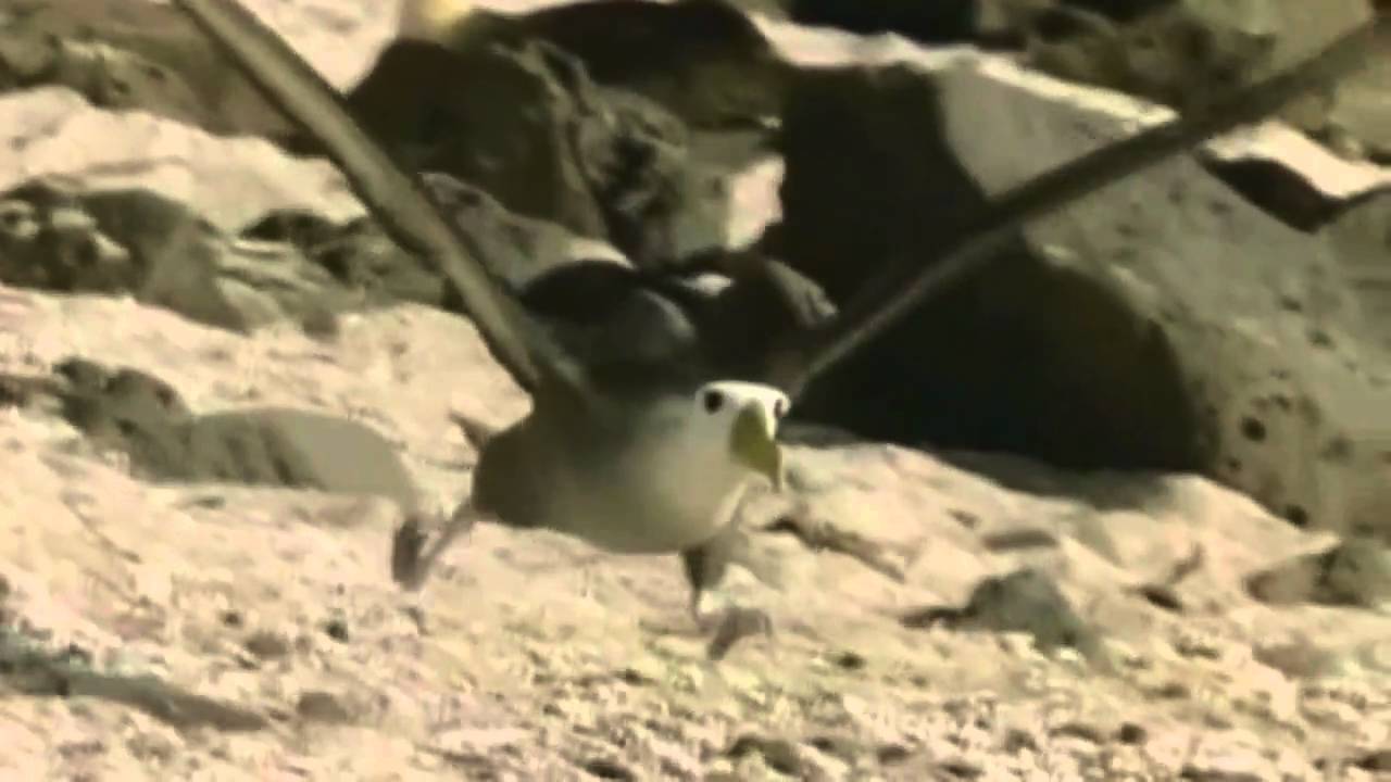 pasarile paradisului - YouTube