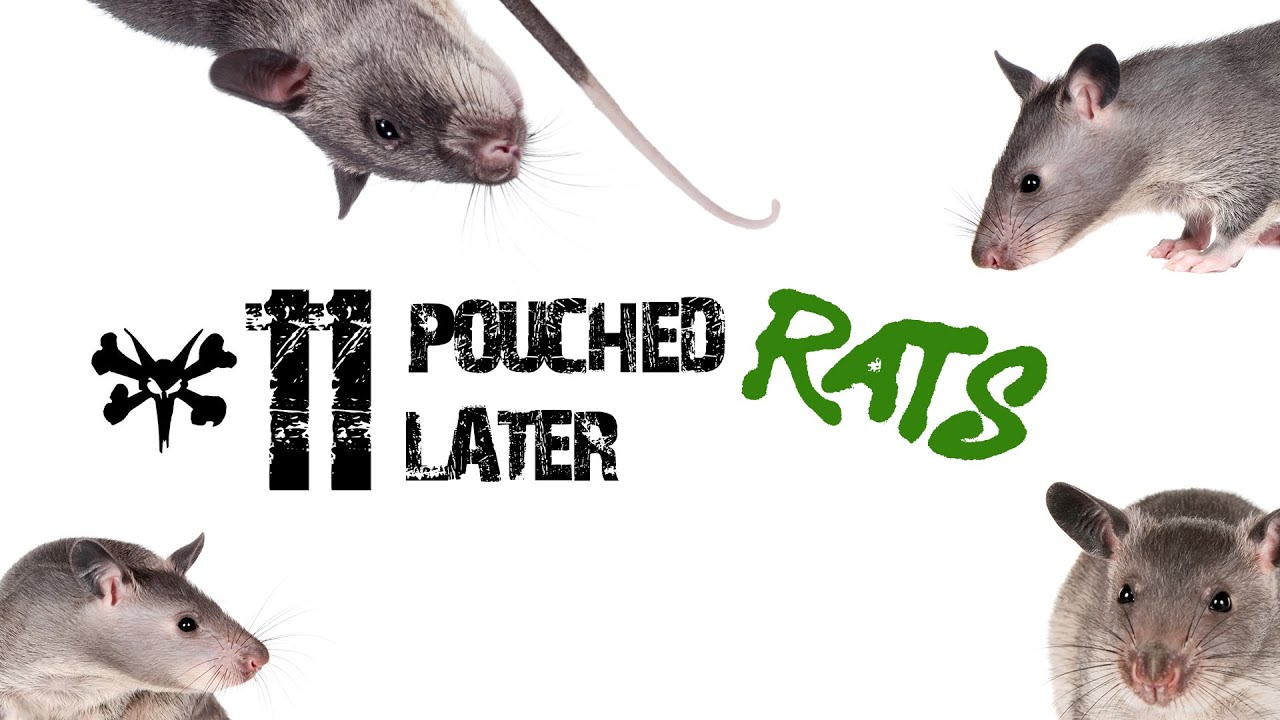 Would you share your house with 11 Giant African Pouched Rats??? - YouTube