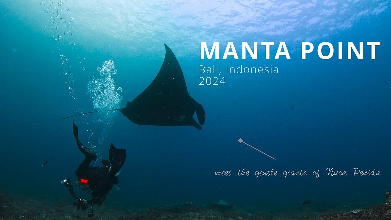 Plongée à MANTA POINT, Bali - Indonésie, 2024 - YouTube