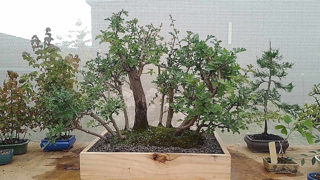 Hawthorne Forrest bonsai - YouTube