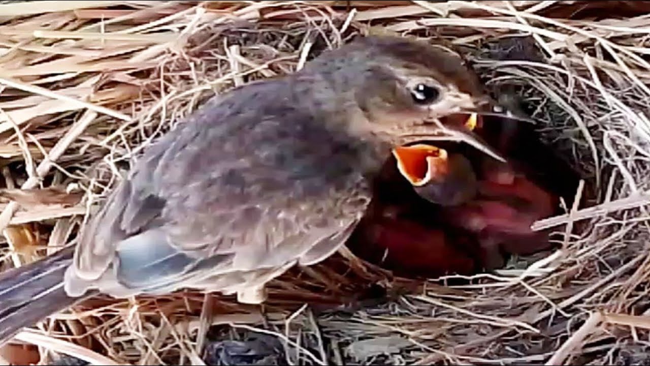 Sooty chat Birds Feed baby food#birds - YouTube