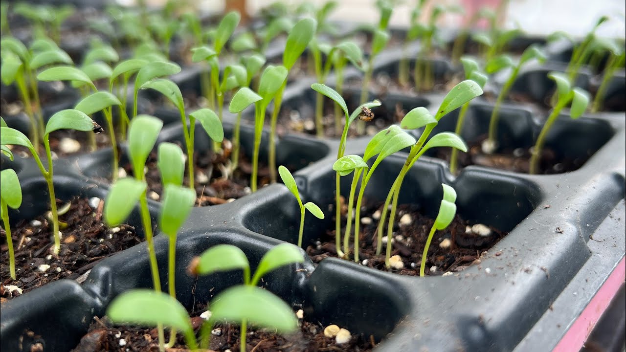 Slow Morning Seed Starting Chat (quick seedling update) - YouTube