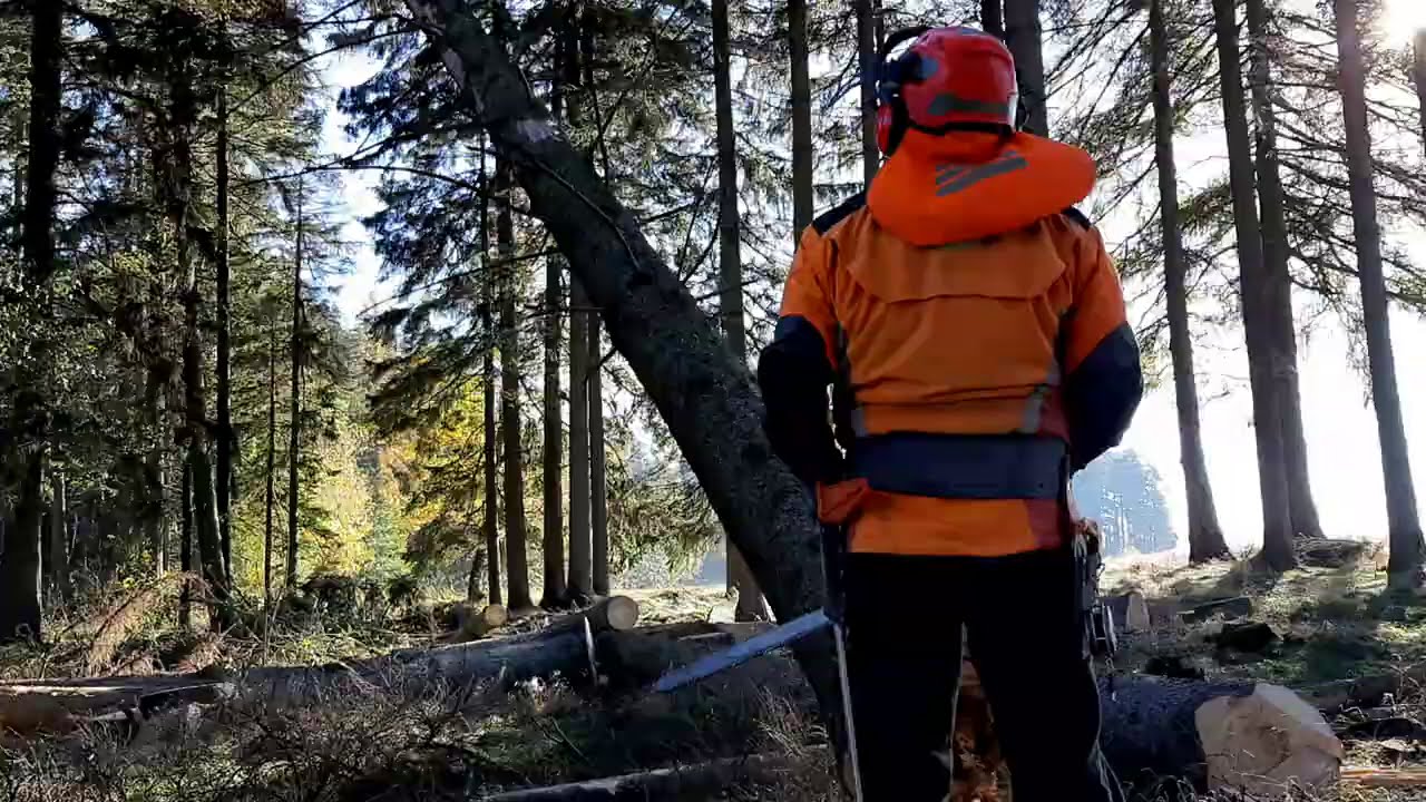 Beware of falling trees! When a lumberjack enjoys work! - YouTube