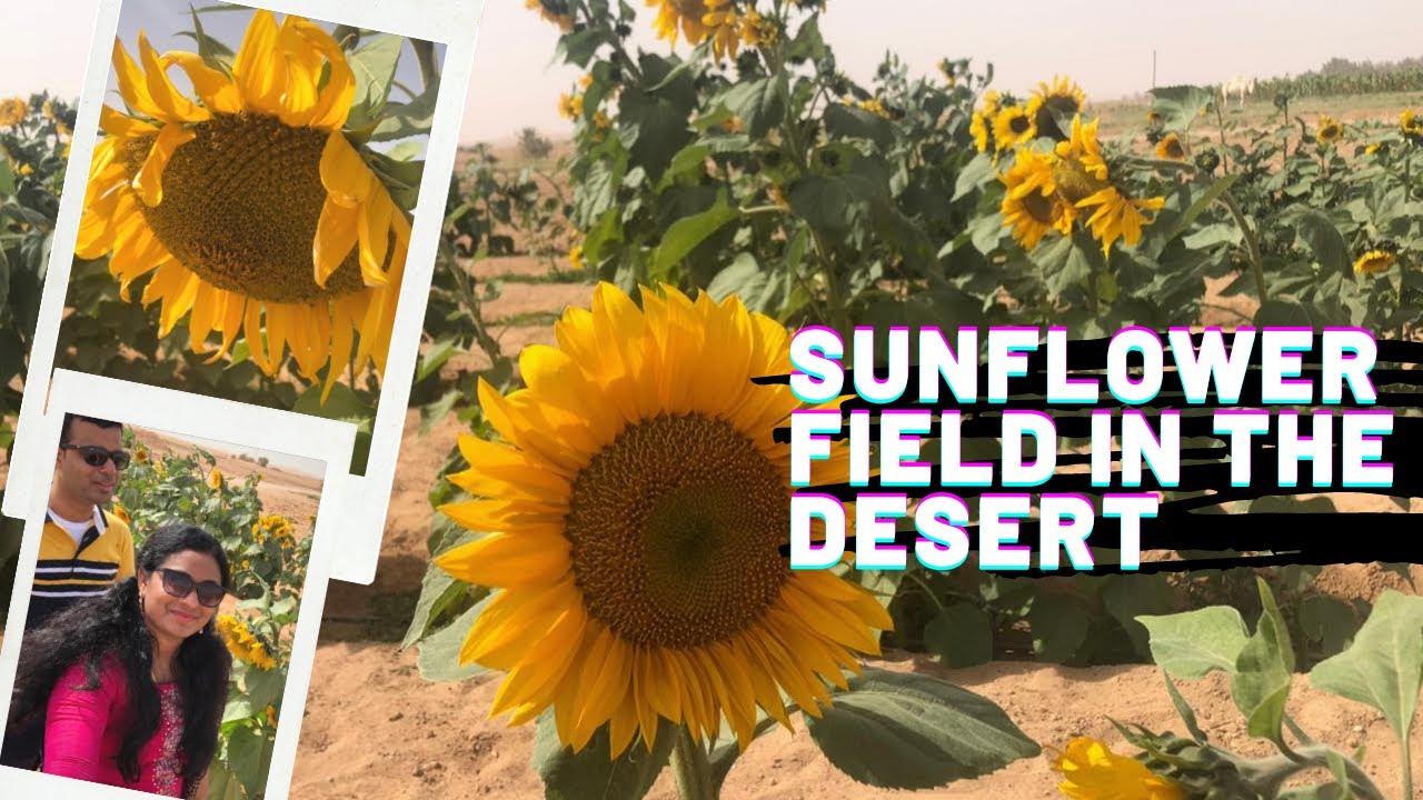 Sunflower Field In Saudi Arabia, Riyadh/ Places To Visit In Saudi ...