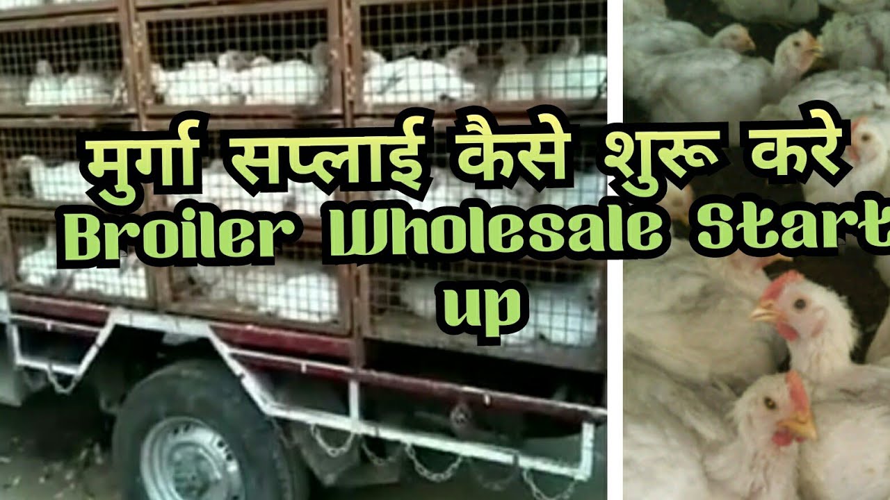 ब्रायलर थाेक मुर्गा सप्लाई ll Broiler Murga Wholesale Supply business ...