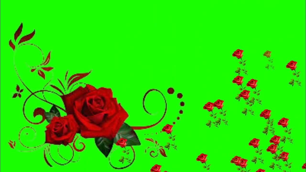 New Animation Rose Flowers Green Screen - YouTube