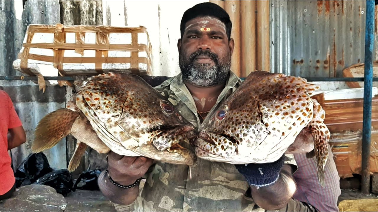 minnal raja ♤ fish heads ♤quickly cuttingvideo #kasimedu - YouTube