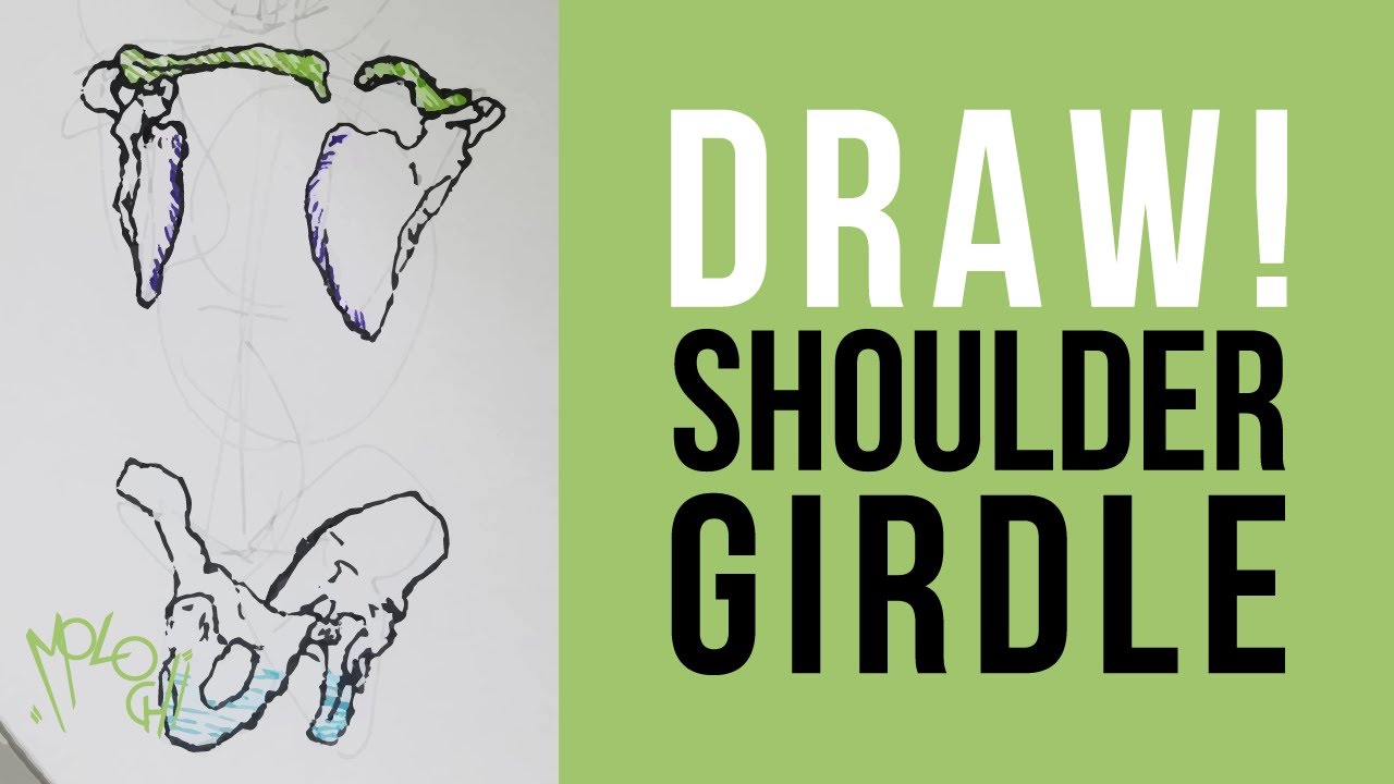 DRAW! ANATOMY EXERCISES | The Shoulder Girdle and Pelvis - YouTube