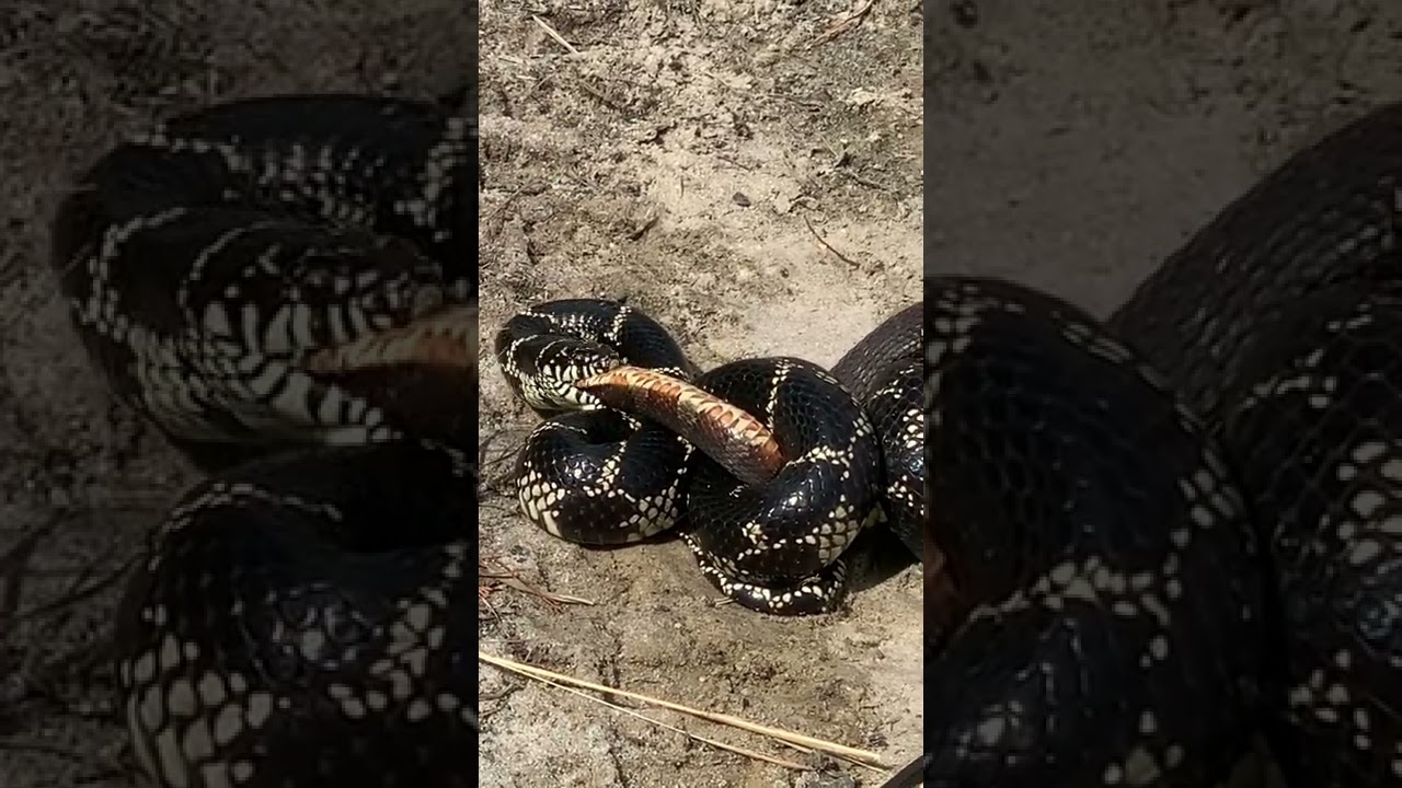 King snake eating another snake…#Jersey pinelands - YouTube