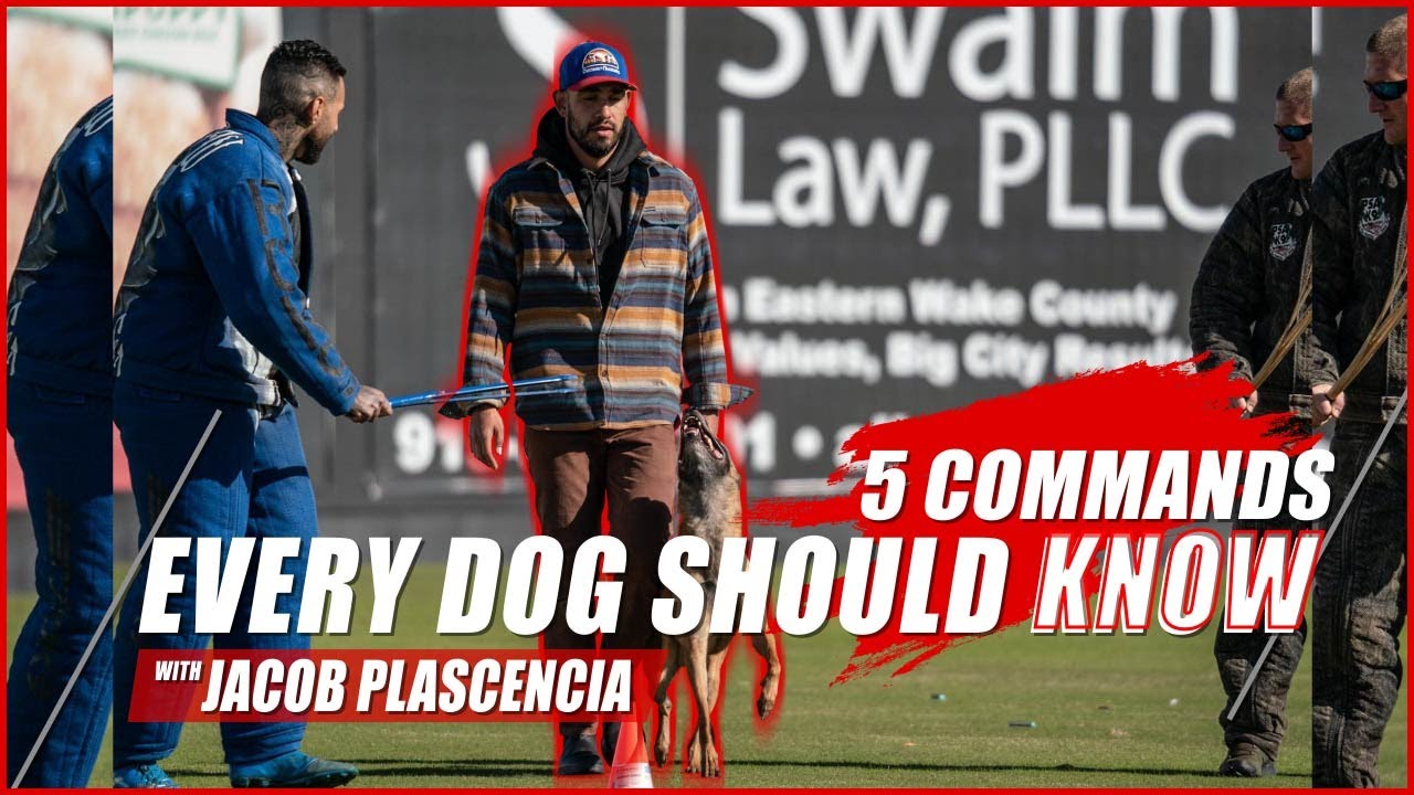 Master These 5 Essential Commands for a Well-Behaved Dog with Jacob ...