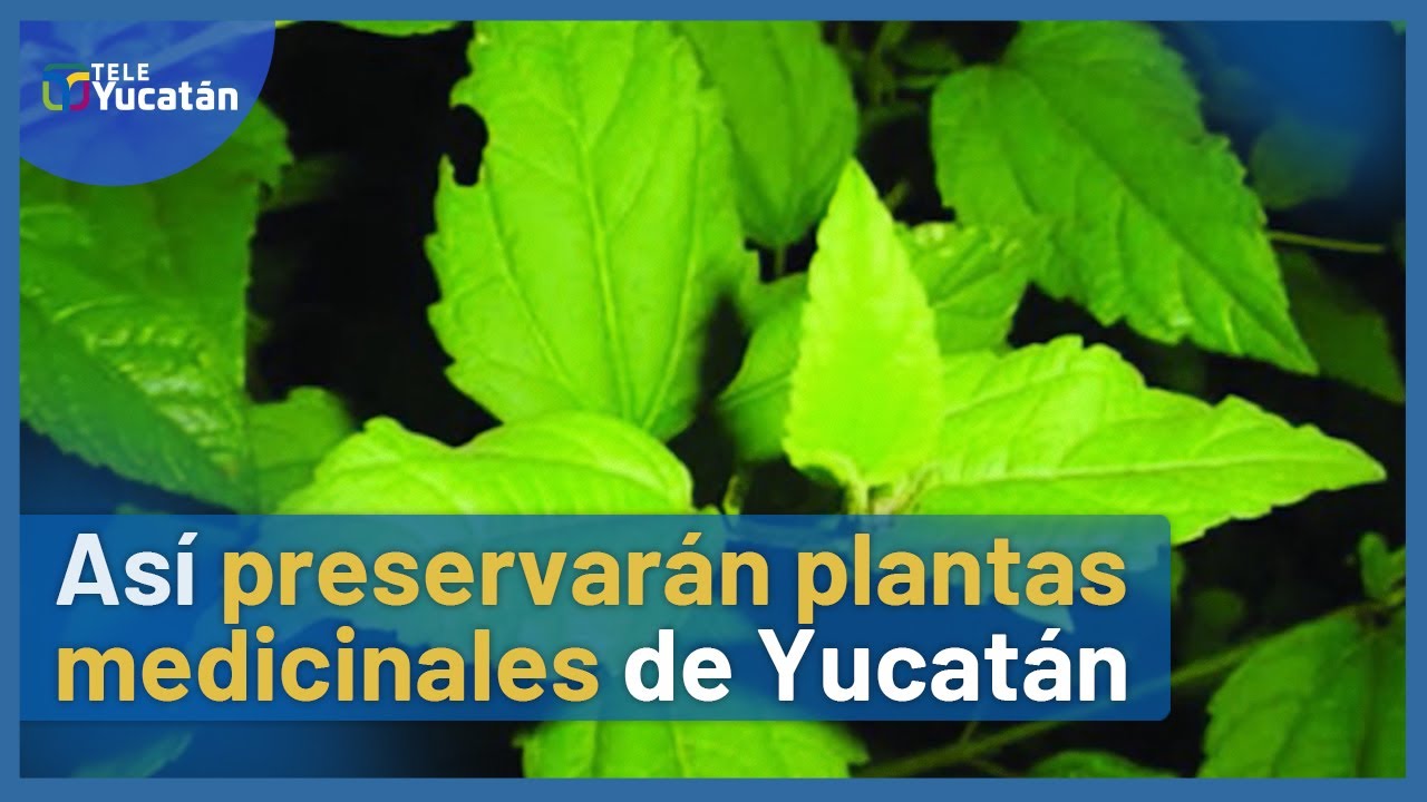 Así preservarán 𝗣𝗟𝗔𝗡𝗧𝗔𝗦 𝗠𝗘𝗗𝗜𝗖𝗜𝗡𝗔𝗟𝗘𝗦 de YUCATÁN 🌿🌸🎍 | TELE Yucatán - YouTube