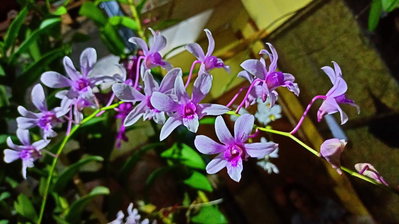 ANGGREK JADUL CANTIK - YouTube