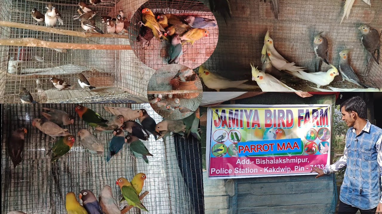 VISIT MY BIRDS FARM 2023/BUDGIES PARROT/COCKTAILS / FINCHES / JAVA ...