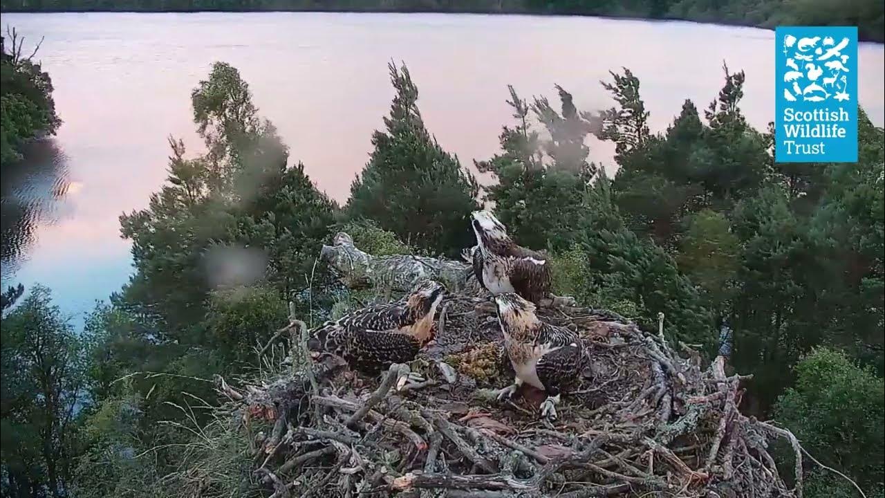 Bottoms Up - It's A Bit Windy Out! - (Loch of the Lowes Osprey Webcam 2023) - YouTube