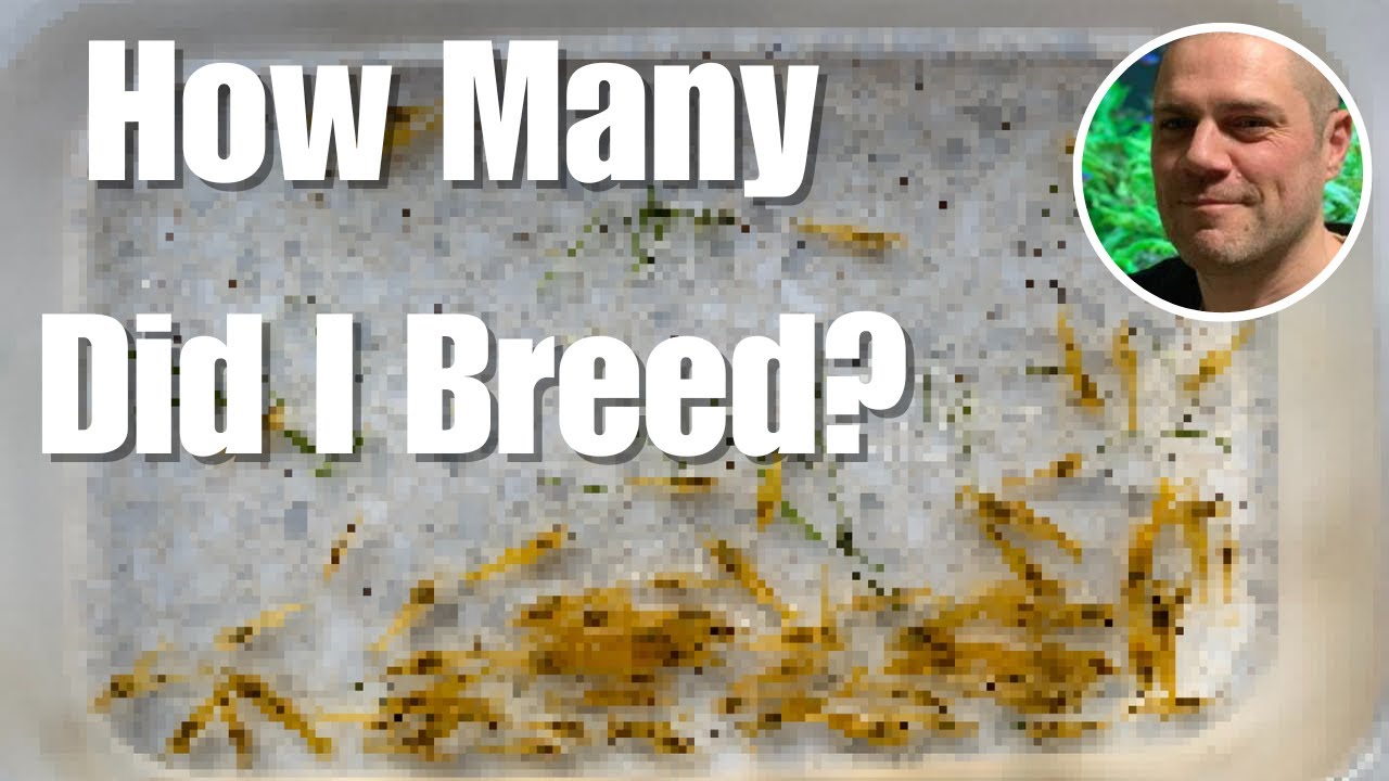 100-Day Shrimp Breeding Challenge Completed - HOW MANY SHRIMP DID I ...