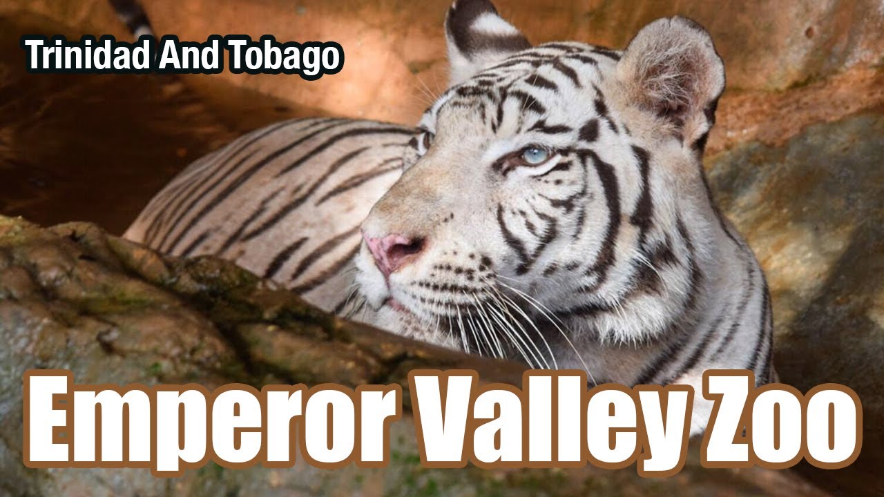 PART 2 .. The Emperor Valley Zoo Trinidad & Tobago #trinidadandtobago # ...