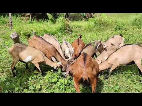 Puhunan at Challenges sa Pag aalaga ng Hayop sa Bukid Baboy Manok Pabo ...