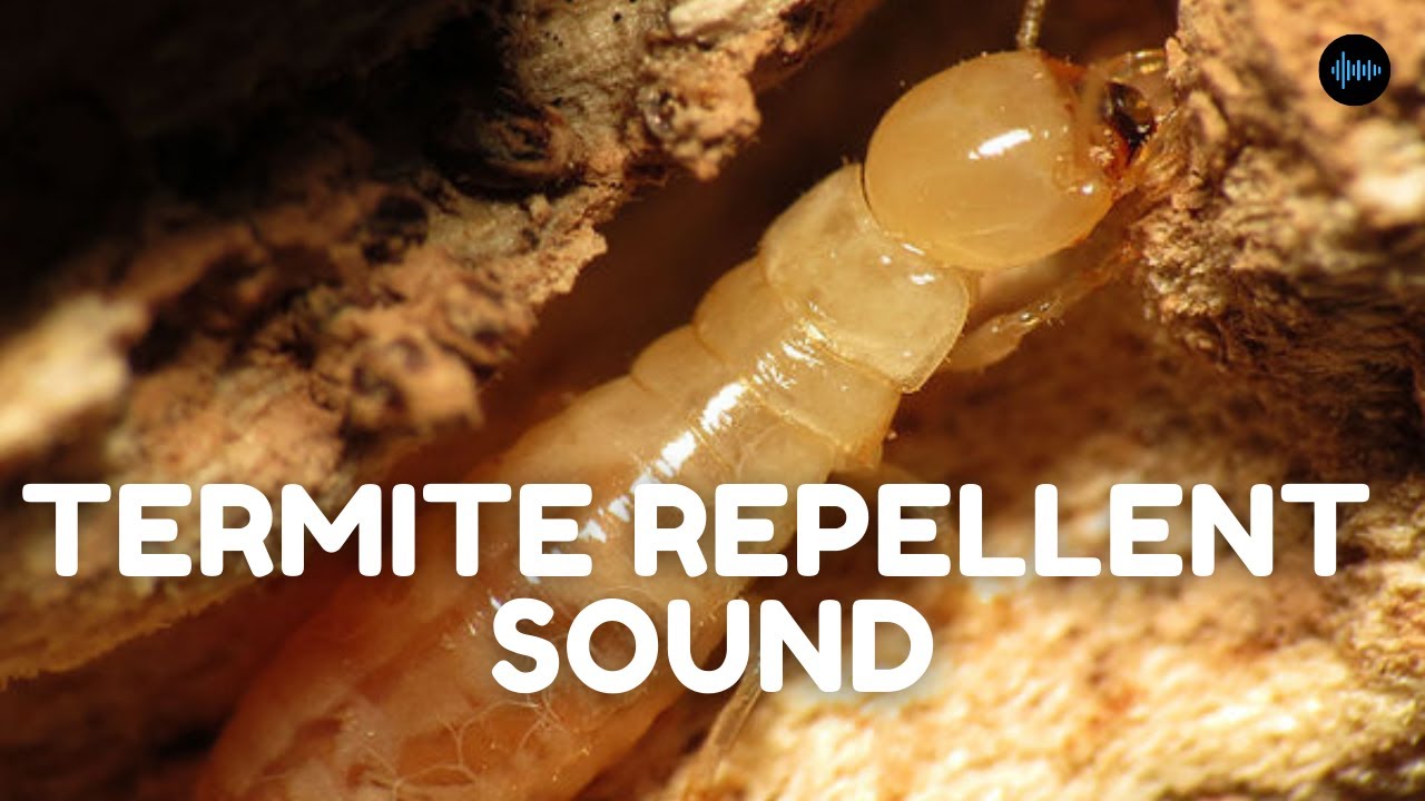 Termite Repellent Sound - YouTube