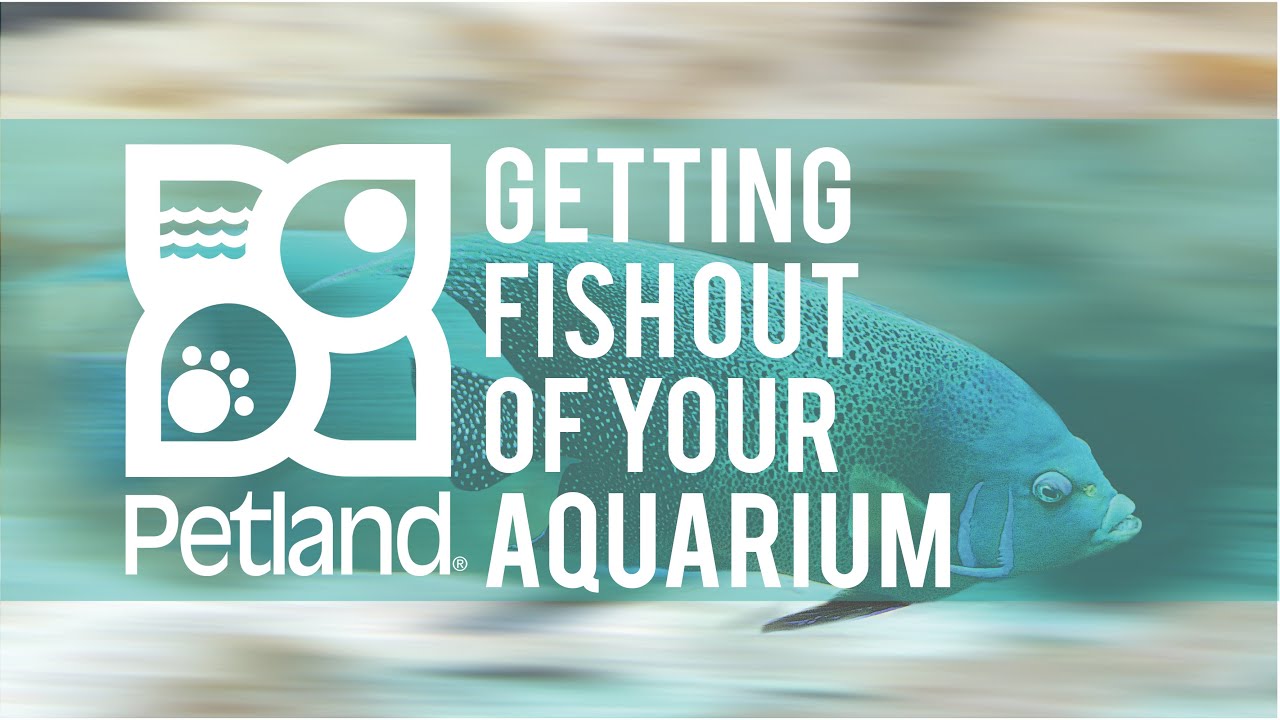 Petland Pet Tip on Getting Fish Out of your Aquarium with Phil - YouTube