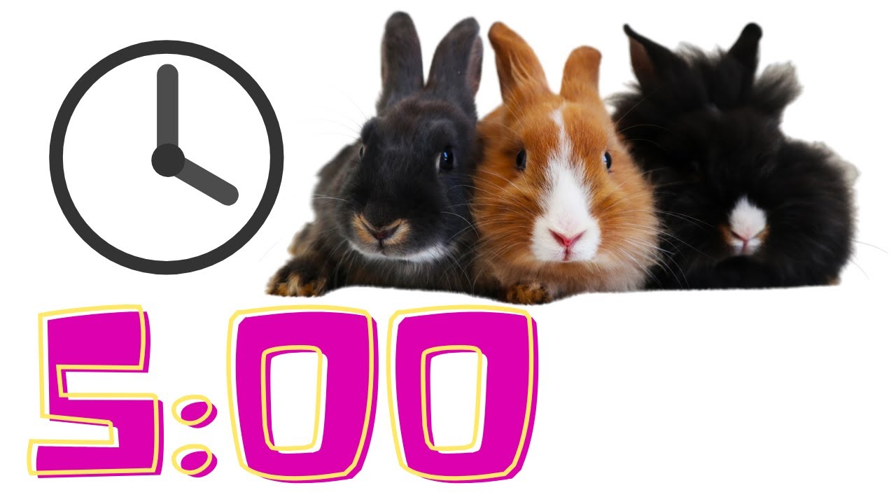 5 Minute Timer (Rabbits) 🐰 - YouTube