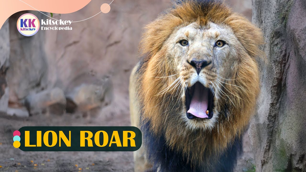 Lion Roar, Lion Sound, Lion Roar, and Lion Video - YouTube