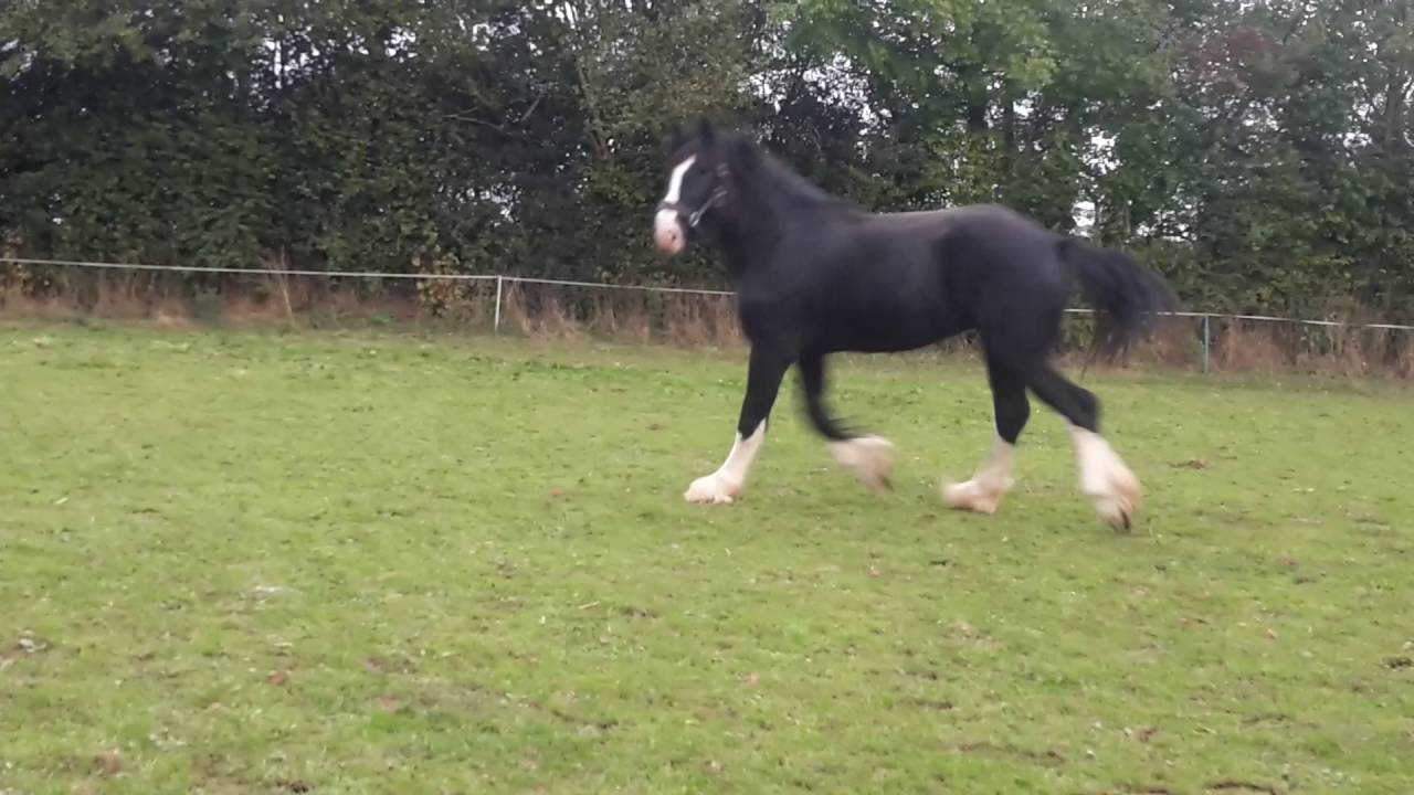 Turbo our shire colt - YouTube