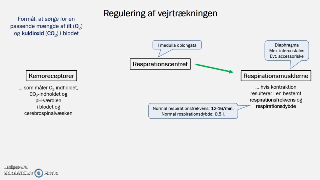 Regulering af vejrtrækningen - YouTube