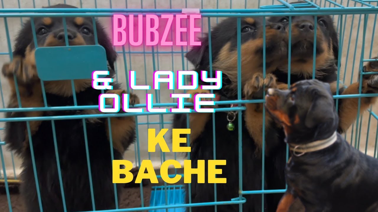 Meet All The Puppies Of Rottweiler Bubzee & Lady Ollie And Their ...
